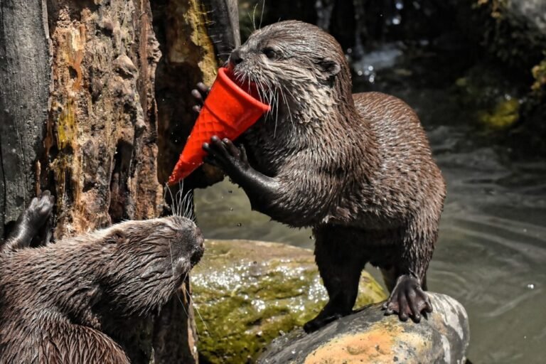Nutria vs Castor: ¿Cuál es la diferencia? – Animalisimo