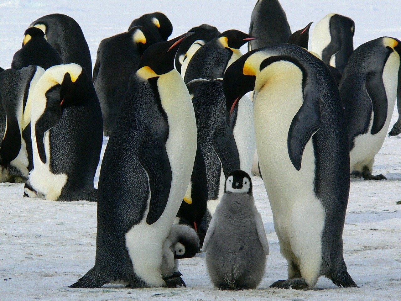 ¿Los pingüinos tienen plumas o pelaje? – Animalisimo
