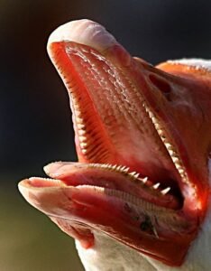 ¿Los patos tienen dientes? – Animalisimo