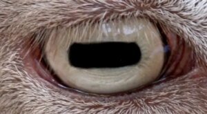 La guía definitiva para entender los ojos de cabra – Animalisimo
