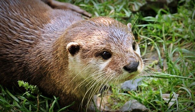 Nutria vs Castor: ¿Cuál es la diferencia? – Animalisimo