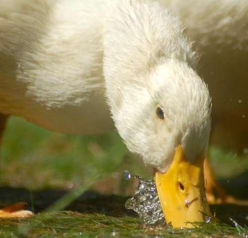 ¿Los patos tienen dientes? – Animalisimo